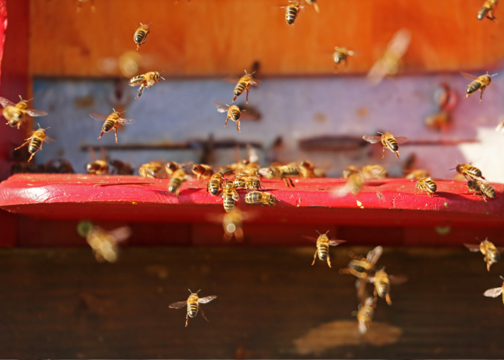 November 2024 Founder's Corner: The Buzz of Gratitude: How Bees Teach ...